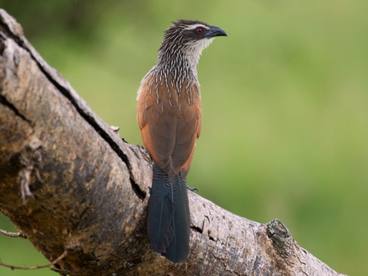 Birdwatching in Uganda, Birding Safari Tour Uganda