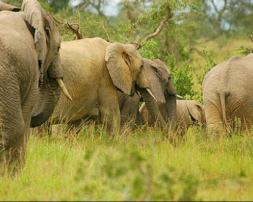 Wildlife Game Viewing Safari in Uganda