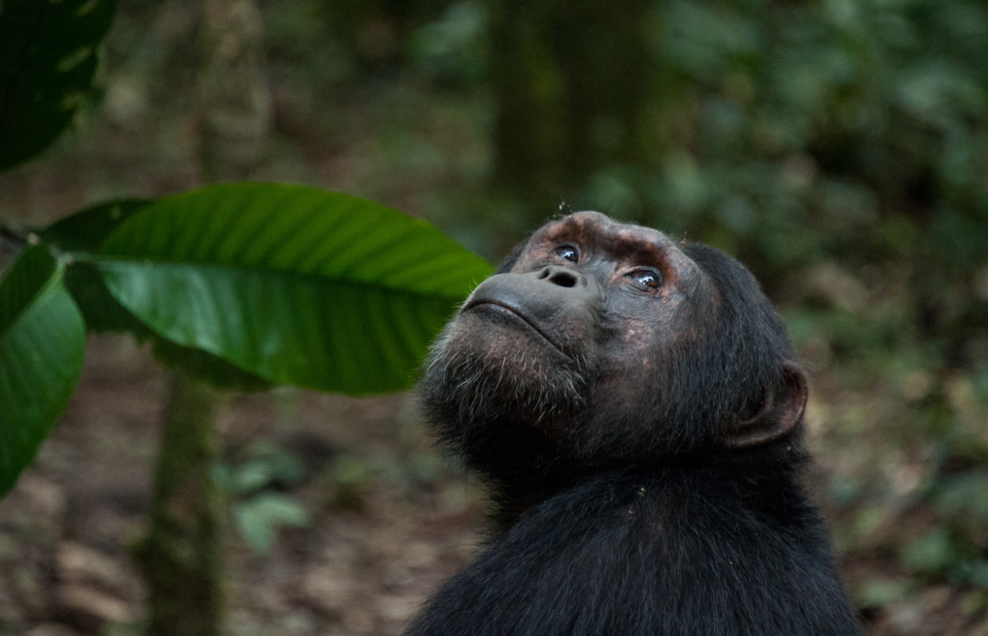 3 Day Chimpanzee Habituation Safari in Uganda Kibale Forest